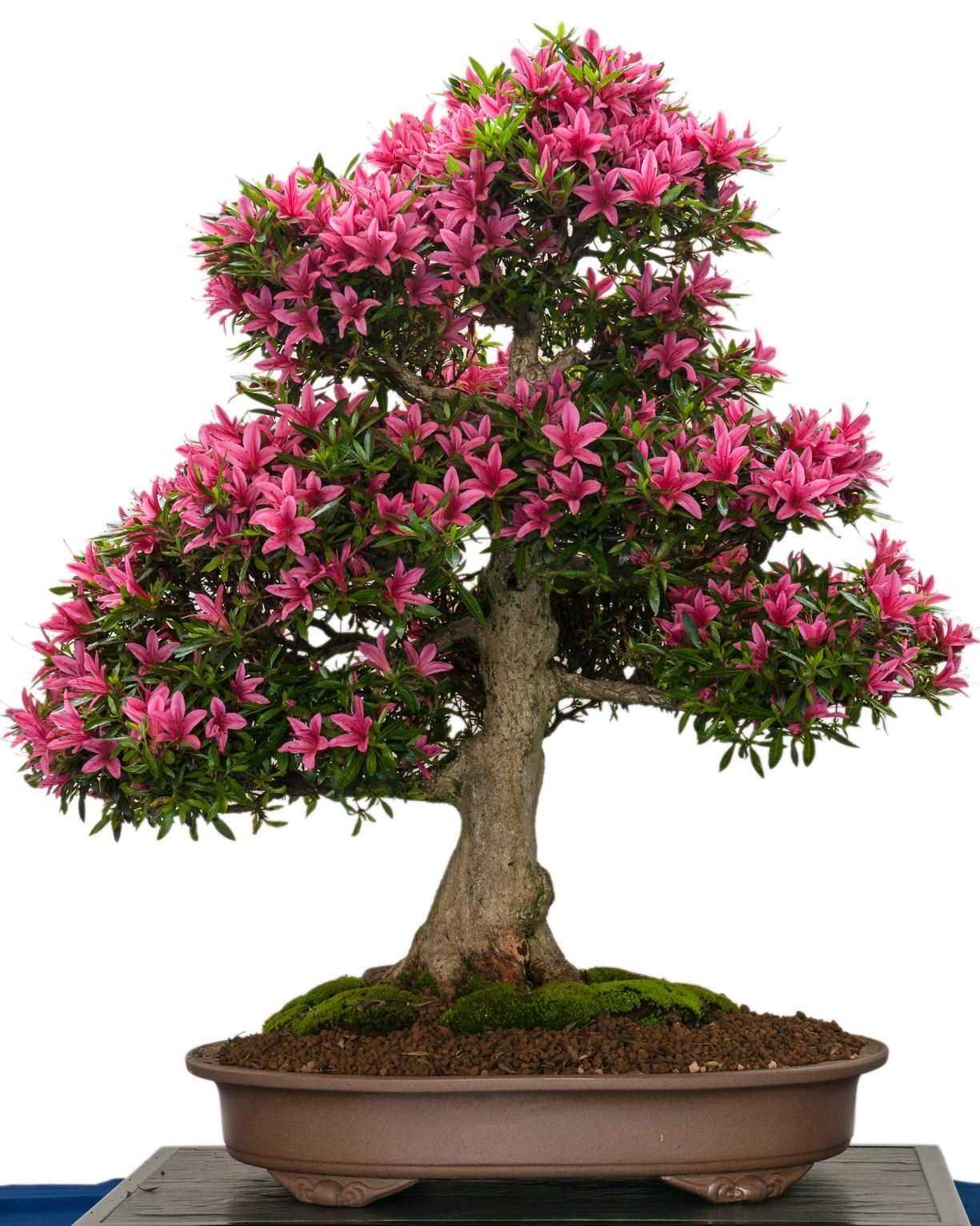 Azalea bonsai tree - how to take care of a bonsai tree - plant care