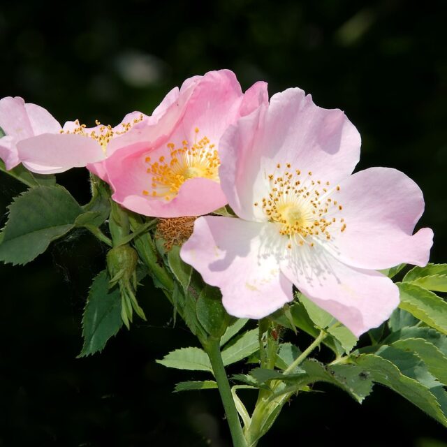 Dog rose, care and fertilisation of the wild rose
