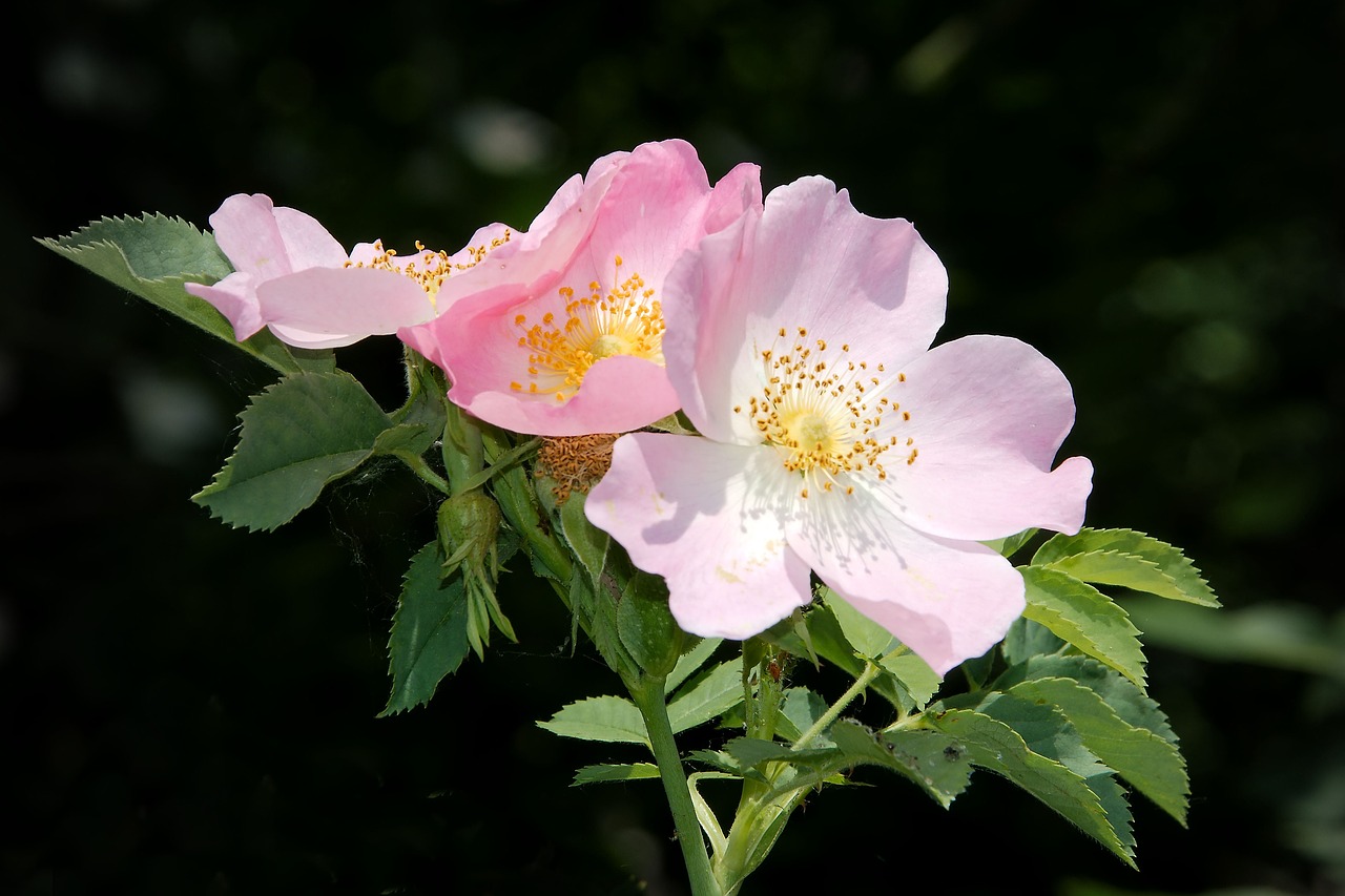 Dog rose, care and fertilisation of the wild rose