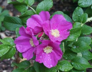 Rosa rugosa: how to grow and care | BiogesAndCo.com