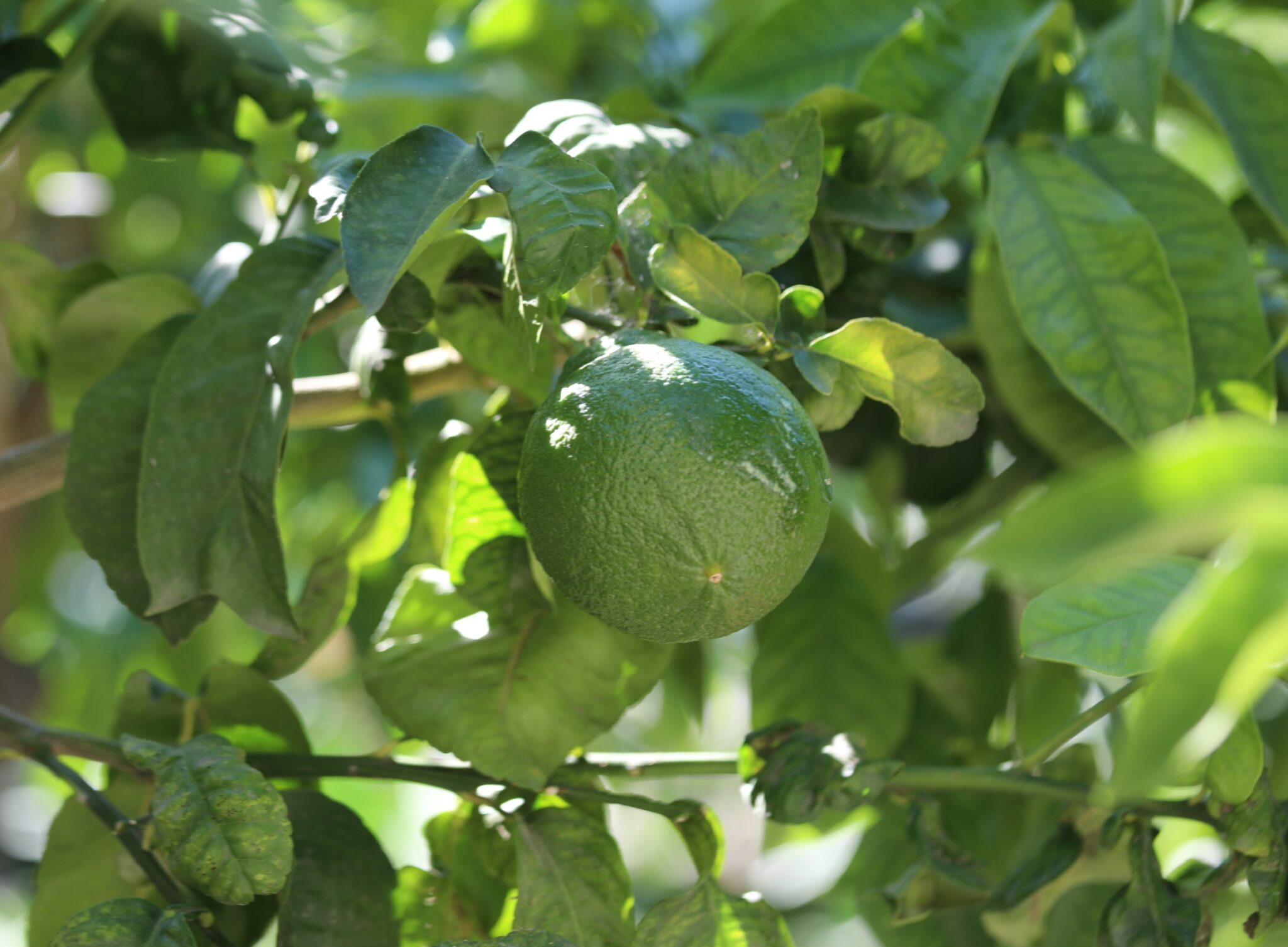 Bergamot, garden cultivation guide | Bioges&Co.